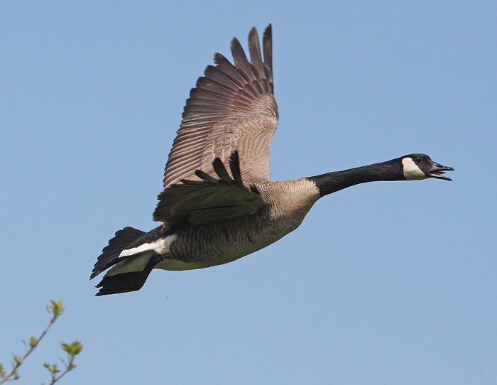 Canada Goose | Canadian Geese Hunting