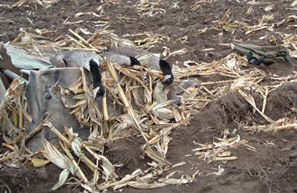 Goose Blinds